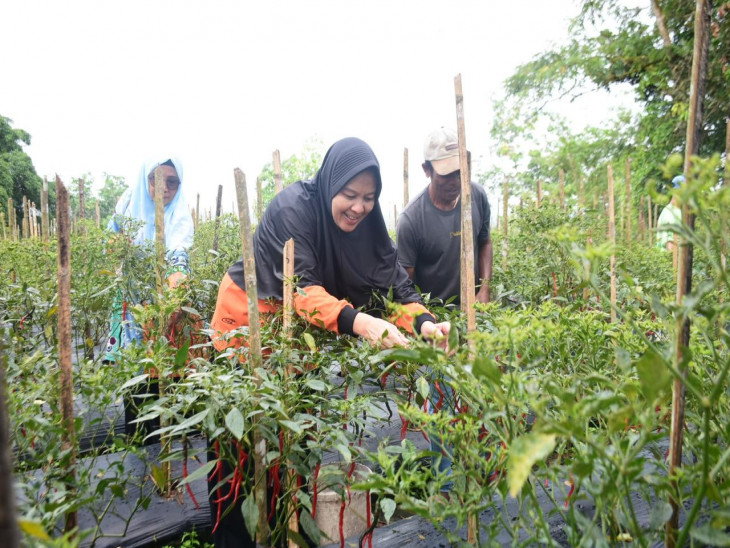 Lakukan Peninjauan Ke Kebun Cabe Kelompok Tani Dan Kebun – Ruang ...